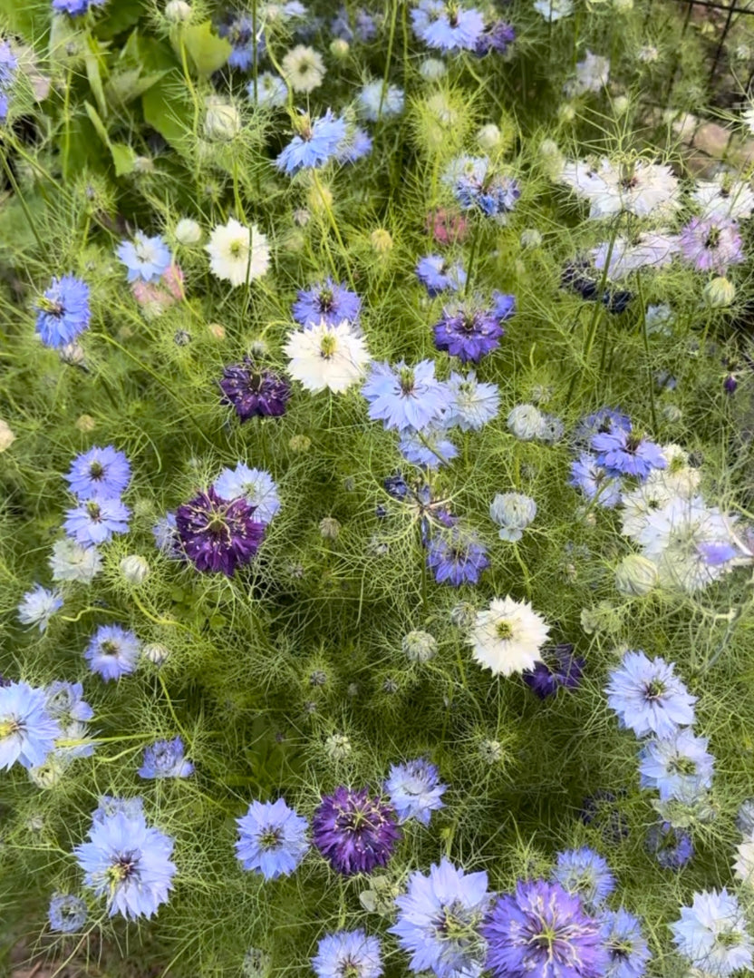 Nigella (Love-in-a-Mist) Seeds – Annual Flower, Cottage Garden & Conta ...
